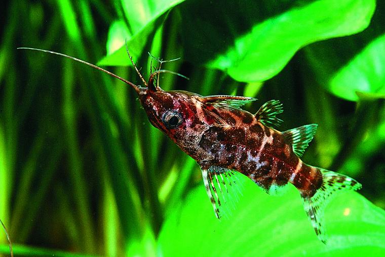 The world family aquarium fish catfish Mochokidae