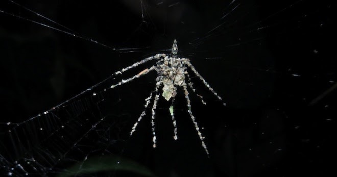 Sci/Why: Spider Art and Bioluminescent “Bombs”: Extreme Animal Mimicry
