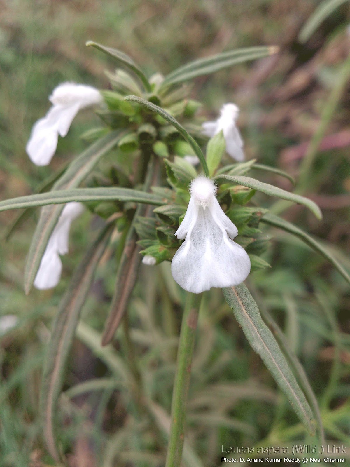 Medicinal Plants: Leucas aspera Dronapushpi Thumba Tummi Guma Thumbai