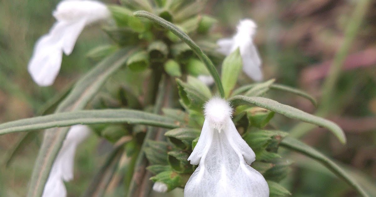 Medicinal Plants: Leucas aspera Dronapushpi Thumba Tummi Guma Thumbai