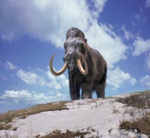 Bouillons de Cultures: Découverte de cellules vivantes de mammouth