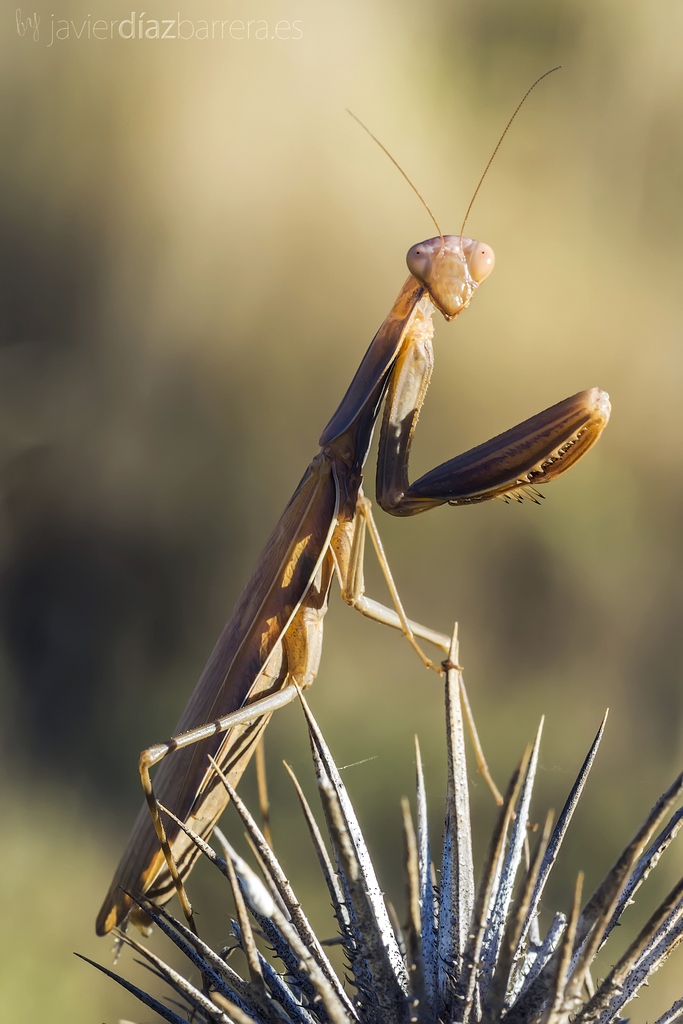Bichos y plantas de León: Mantis religiosa