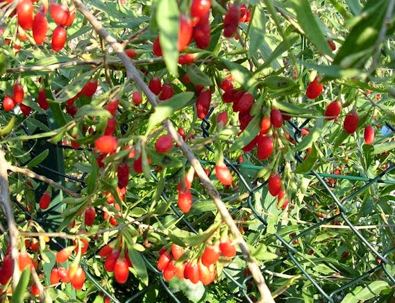 Try This Tea: 7 Things You Should Know About Chinese Wolfberries