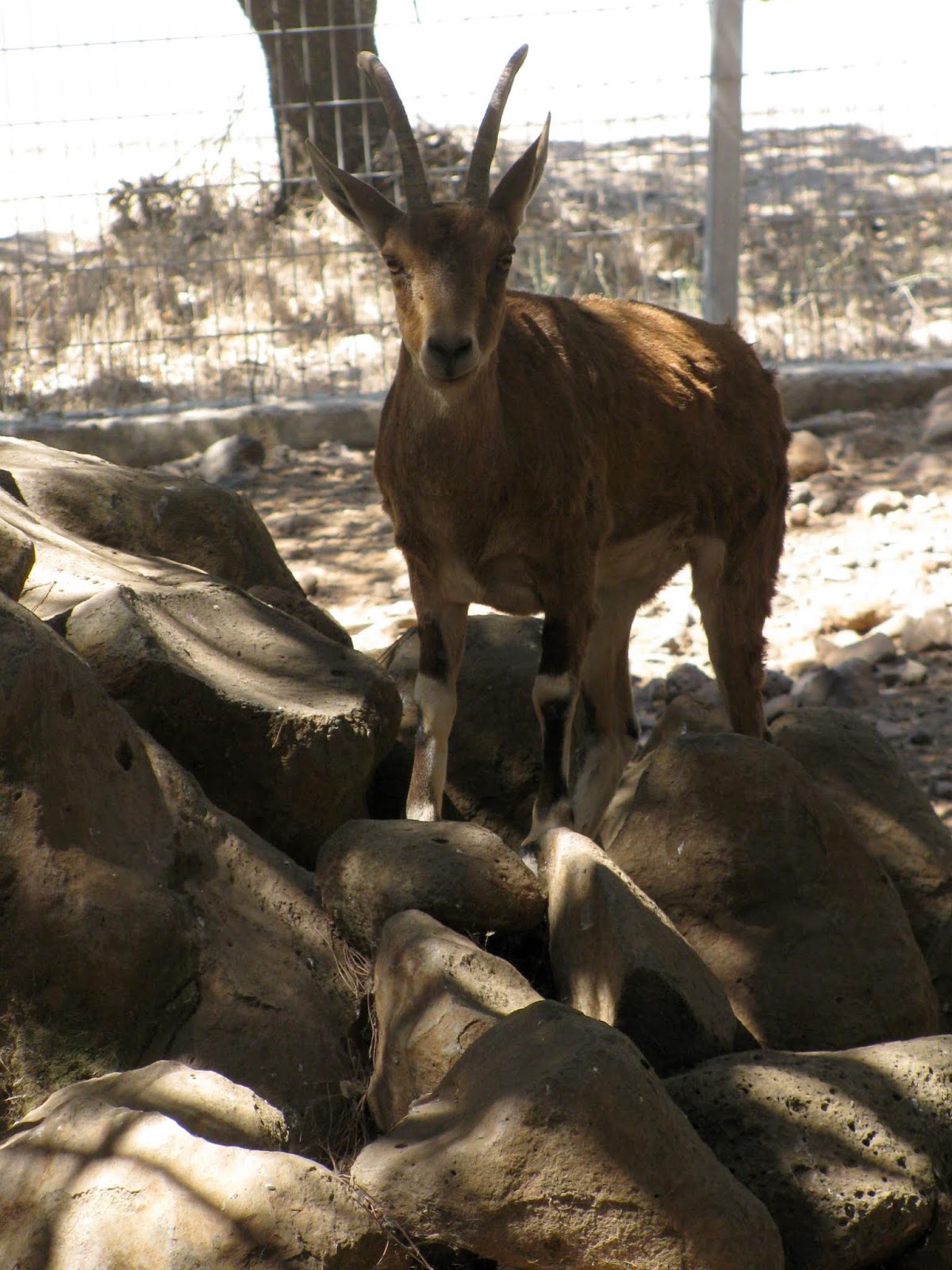 Handmade in Israel: Back in the Golan Again