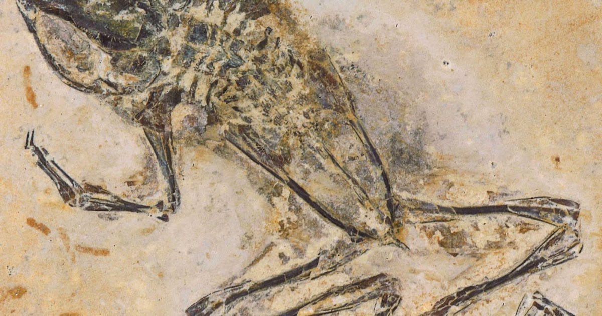 Species New to Science: [Paleontology • 2019] Cratopipa novaolindensis ...