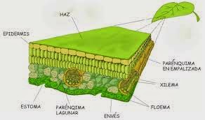 Histologia Vegetal: Tejidos protectores