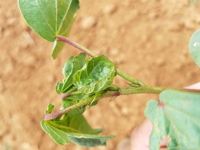 Thrips Damage In Cotton