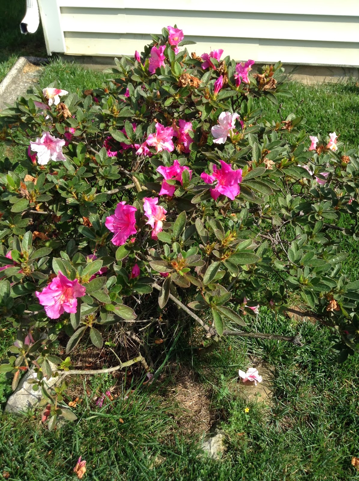 Lessons from the Garden