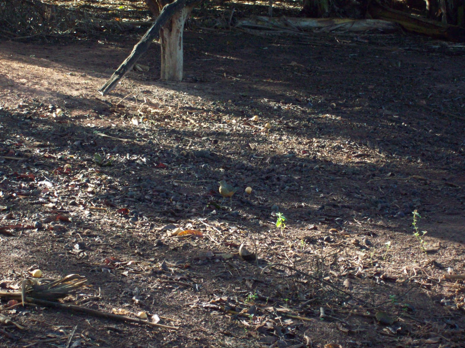 MamAves Minas: Turdus rufiventris (Sabiá-laranjeira)
