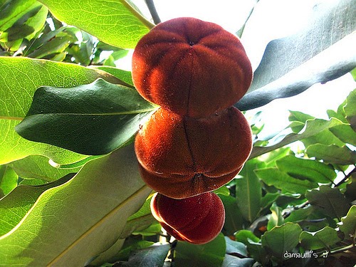 MANFAAT BUAH BISBUL DAN CARA BUDIDAYA TANAMAN BISBUL | Tips Petani