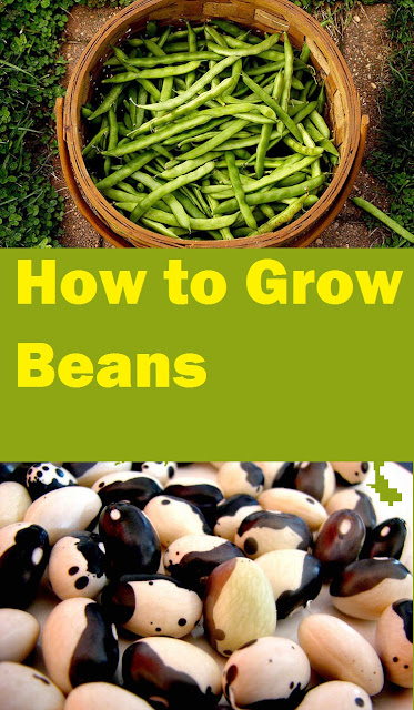 How to Grow Beans: The Ultimate Guide - Munthe Garden