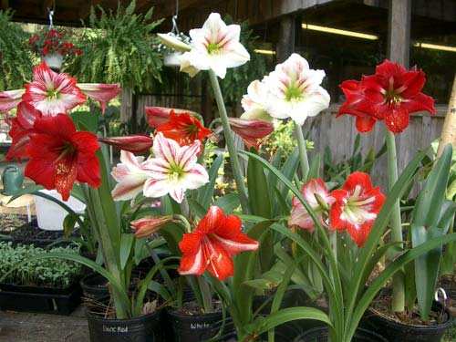 Amaryllis | World Of Flowers