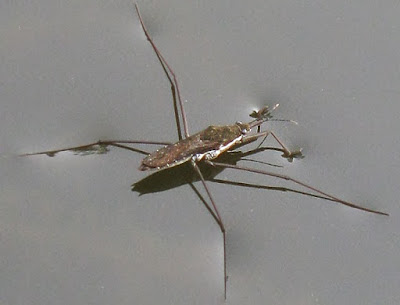 Kenapa Laba-laba air lebih lama dipermukaan air? ini penjelasanya ...