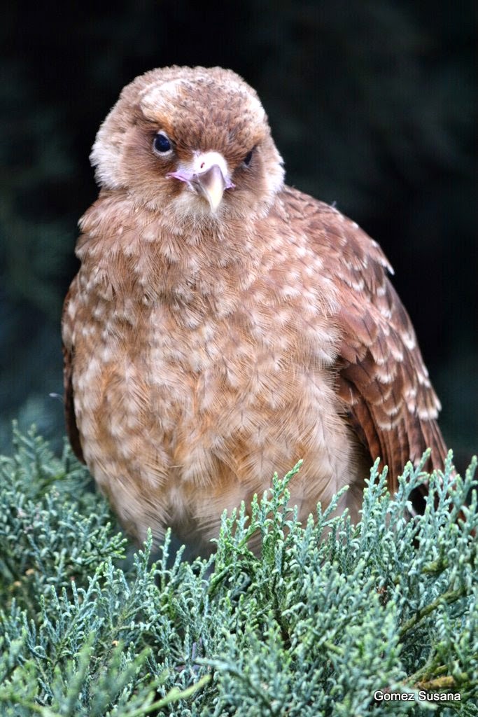 Aves de Lobería.: CHIMANGO Milvago chimango