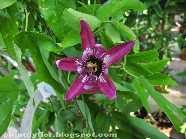 Plantas y flores: Flores de color Morado
