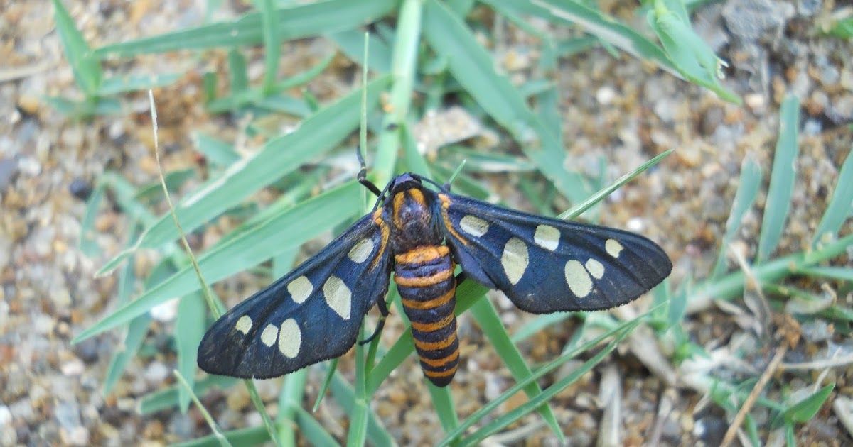 Amata sp Erebidae.Arctiinae