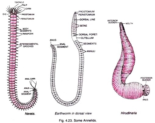 Metamerism in annelida in +3 student zoology paper