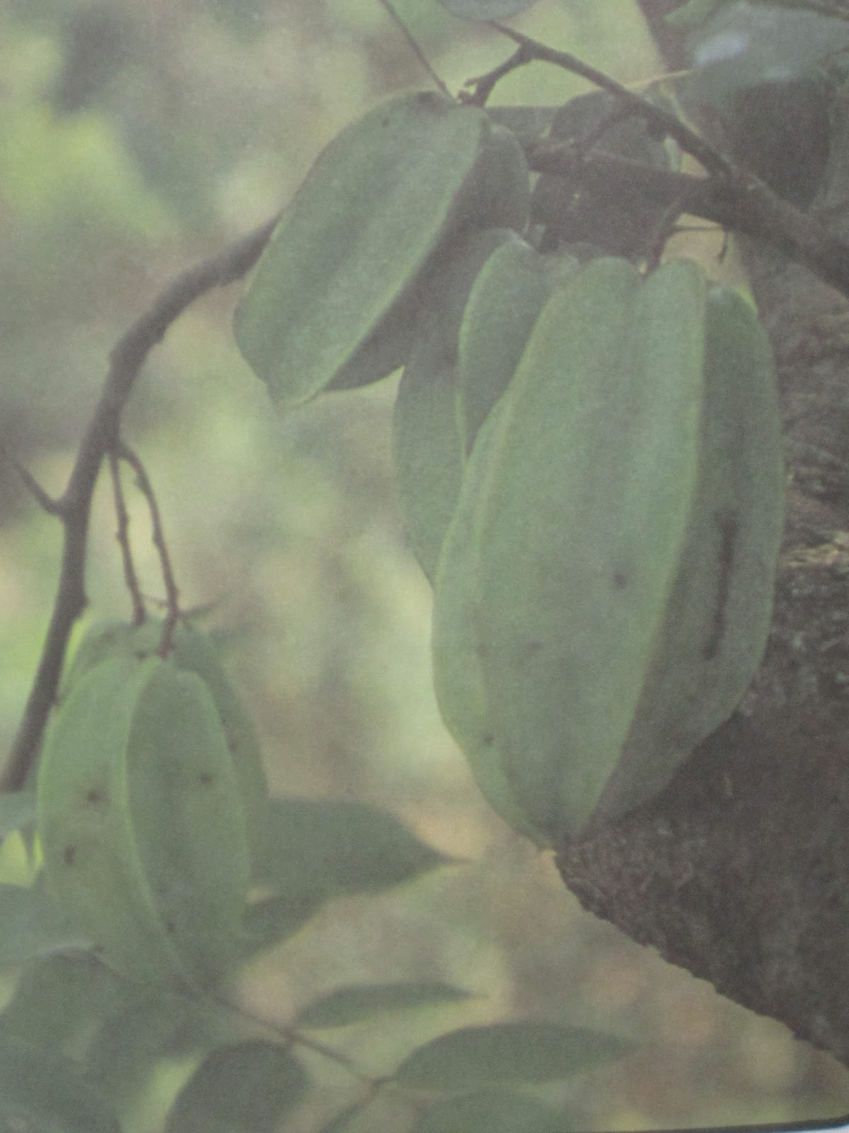 herbal leaves, herbal medicine plants and treatments: February 19, 2012