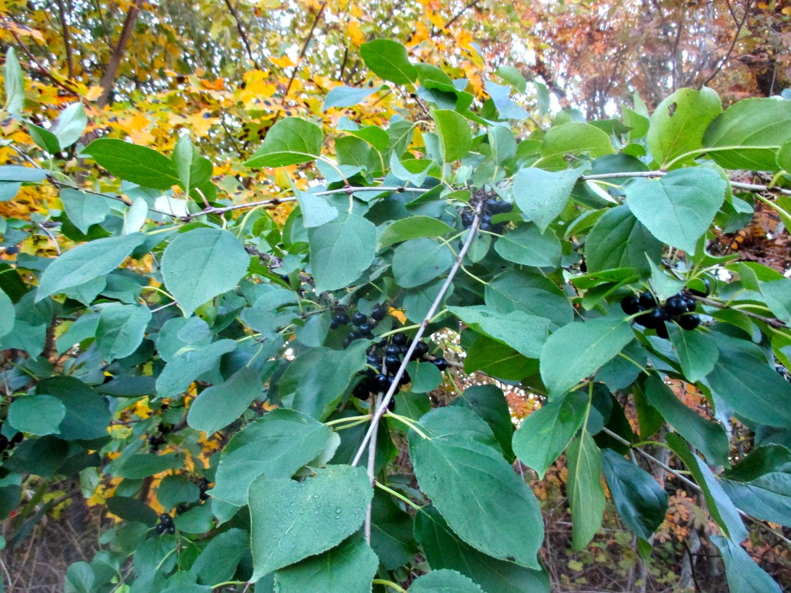 Art's Bayfield Almanac: NOW IS A GOOD TIME TO IDENTIFY THE INVASIVE ...