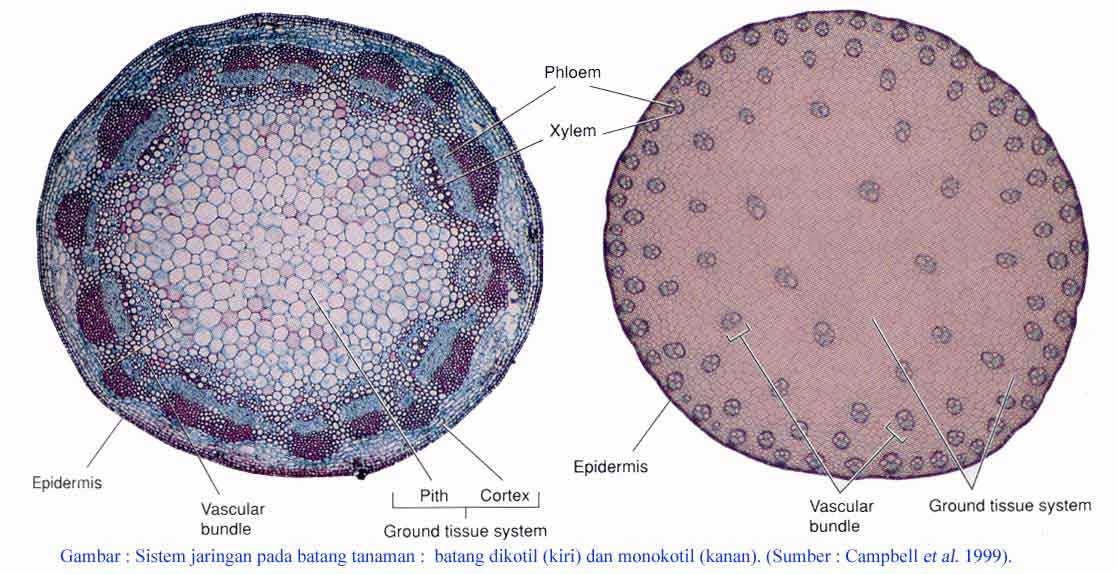 Mengenal Tumbuhan: Anatomi Dan Morfologi Tumbuhan