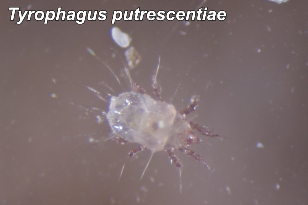 Homo agricola: diciembre 2011