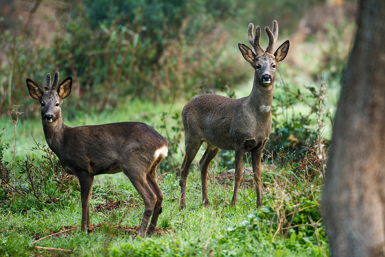 Flora y Fauna de las Sierras de Jaén: CORZO