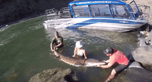 International Fishing News: US: caught in Idaho a record size sturgeon
