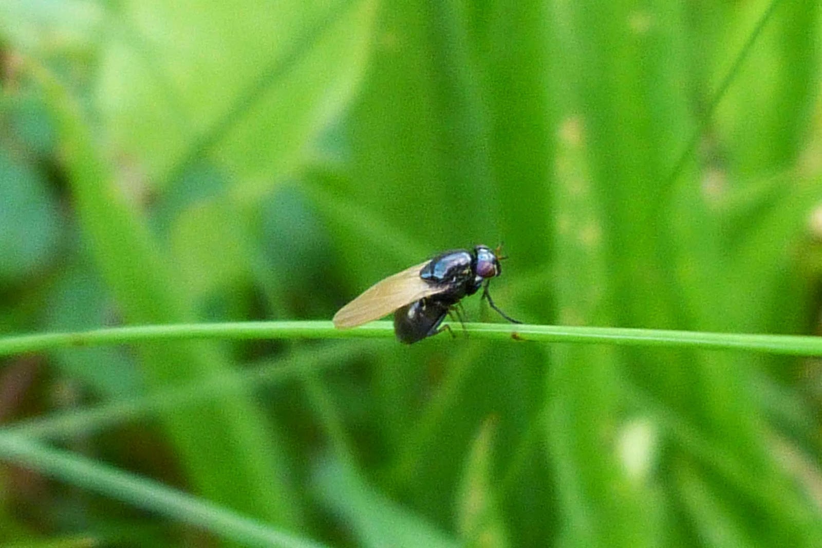 Insects of Scotland: Other Flies/Picture-wing Flies