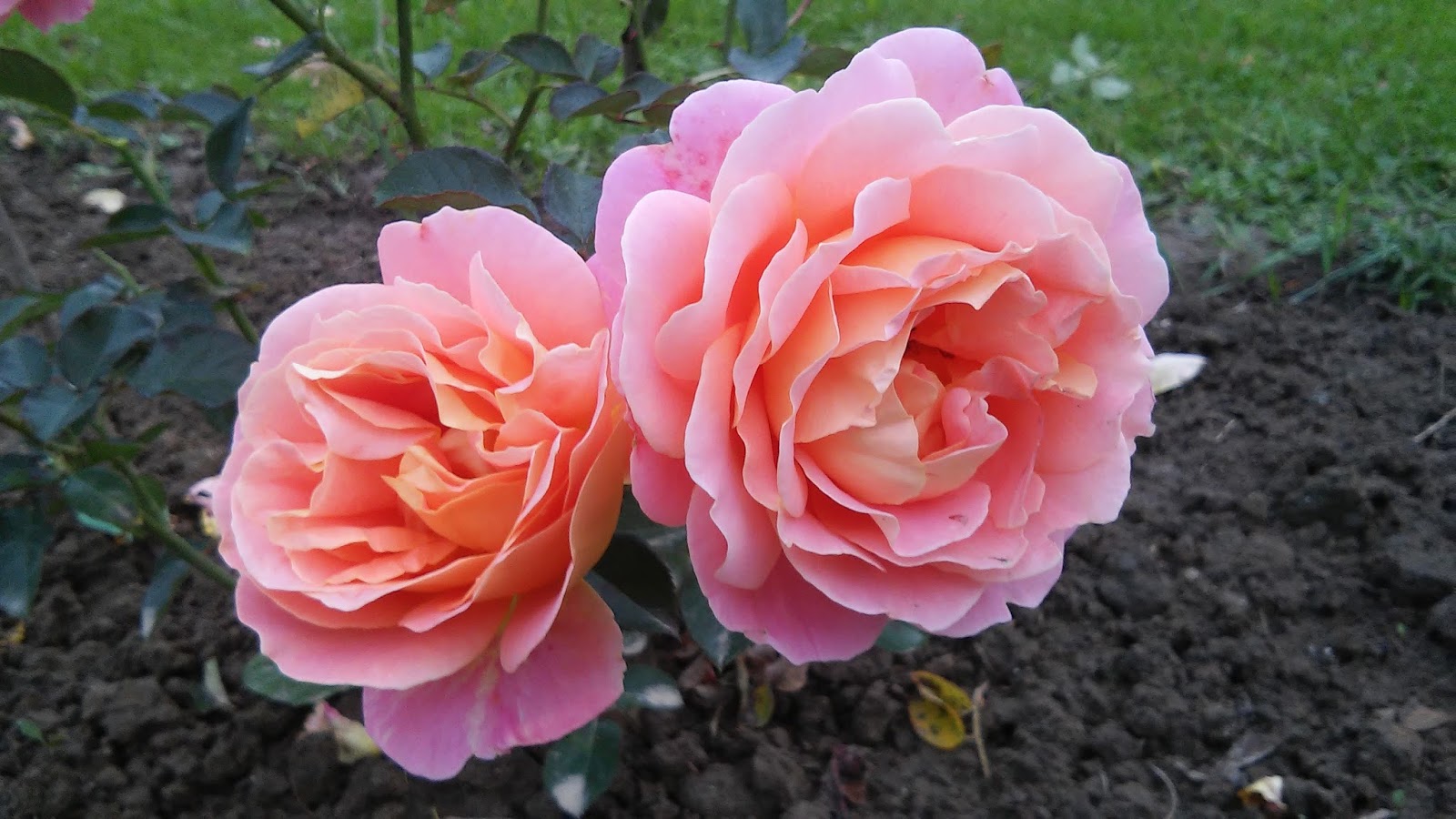 Ranczo Elma: Róża (Rosa) Alpine Sunset