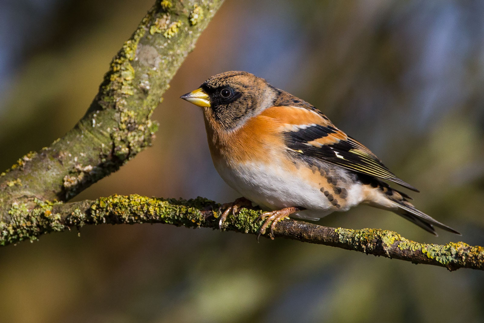 With some sunshine today the birds at the feeders looked fantastic.