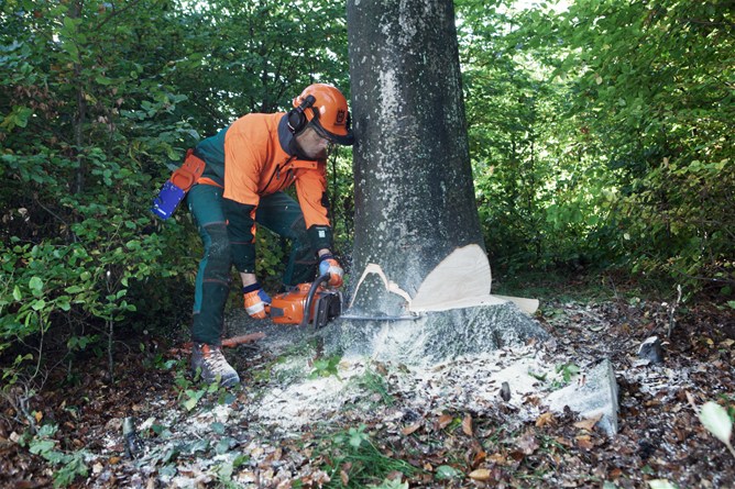 Teknik Menebang Pohon (bag.4) : Penebangan Terarah ~ Bengkel Mesin ...