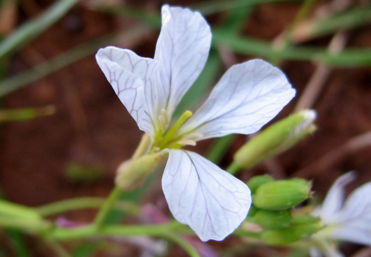 FLORA NEL SALENTO e.. anche altrove: Raphanus raphanistrum L. subsp. raphanistrum - Brassicaceae ...