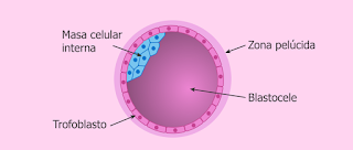 Histo- Embriología: N°3 DESARROLO EMBRIONARIO Y FETAL, FOMACIÓN DEL ...