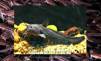 Ikan Sembilang (Paraplotosus Albilabris) - bangyosNET - Warnet Game ...