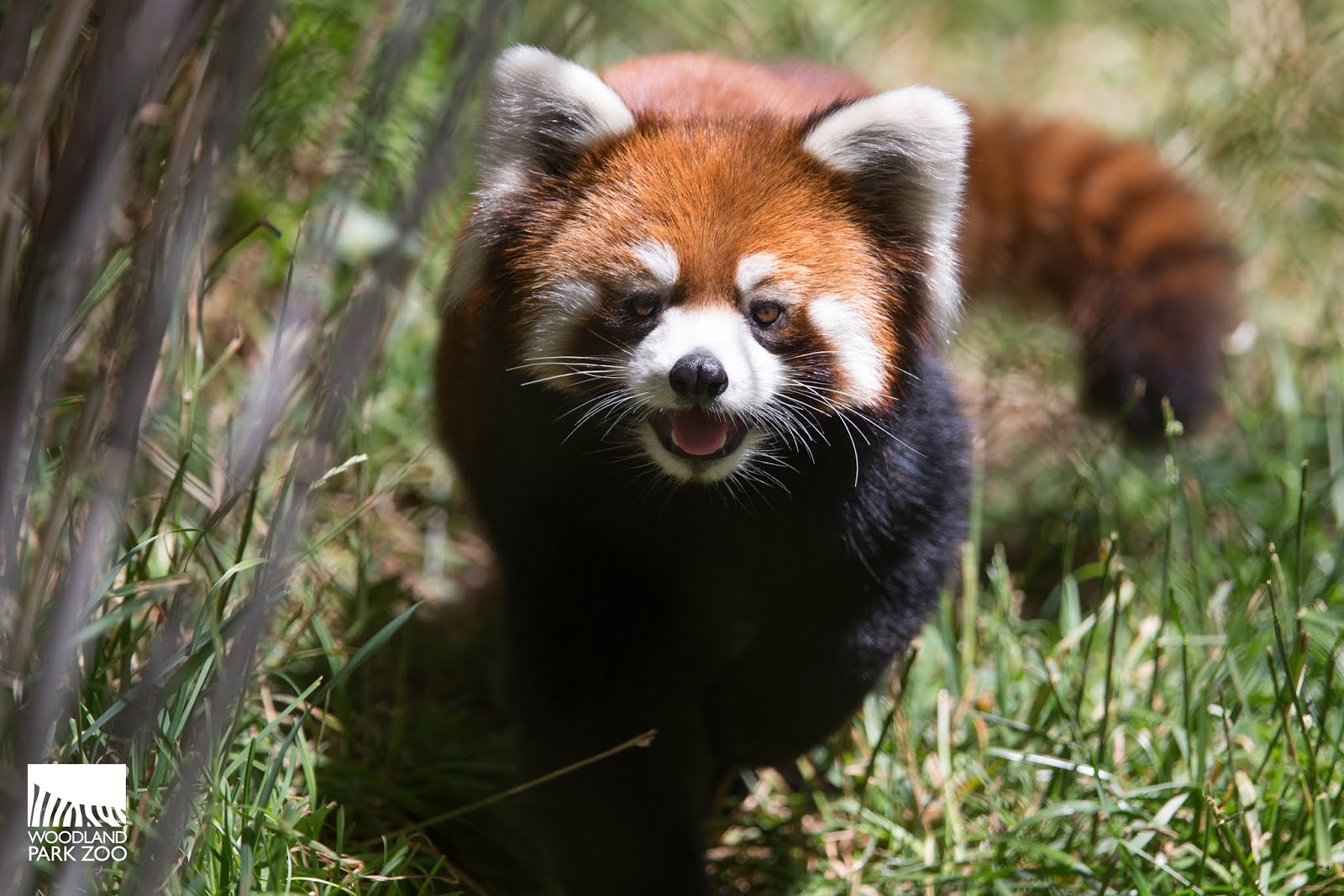 Celebrating birth of red panda twins!