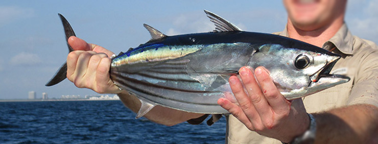 Skipjack Tuna Mercury Poisoning Symptoms - Tuna Skipjack Frozen ...