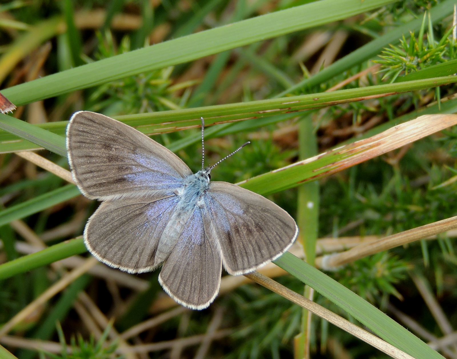 Mariposas y orugas (Volvoretas e eirugas): abril 2013