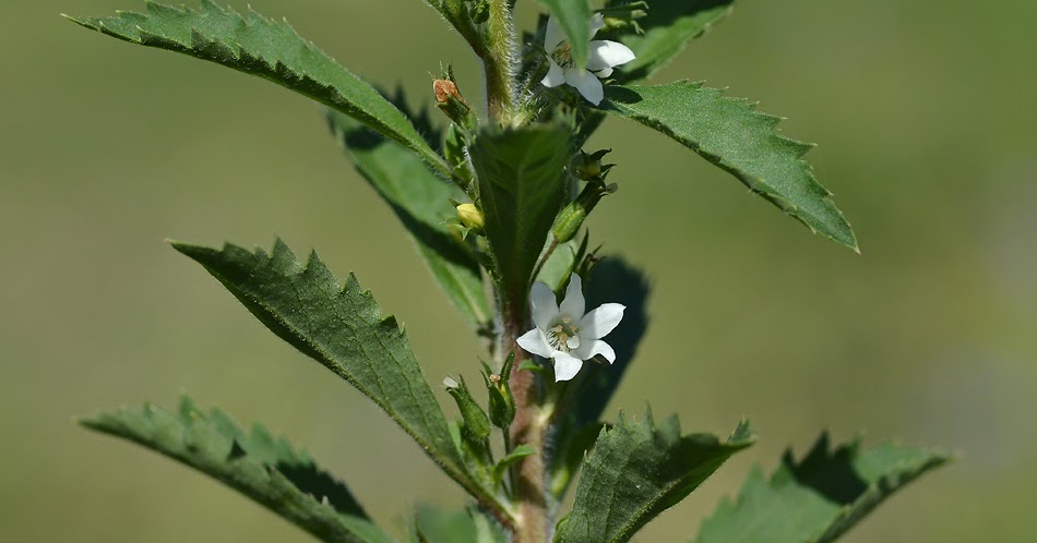 OBRAZY NATURY: Capraria biflora