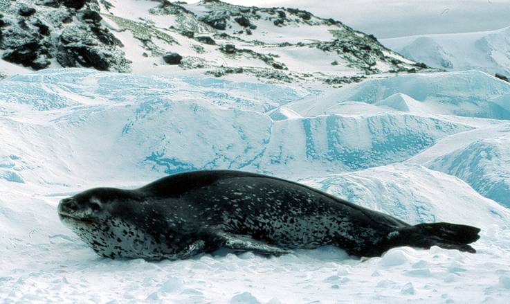 Leopard Seal | Animal Wildlife