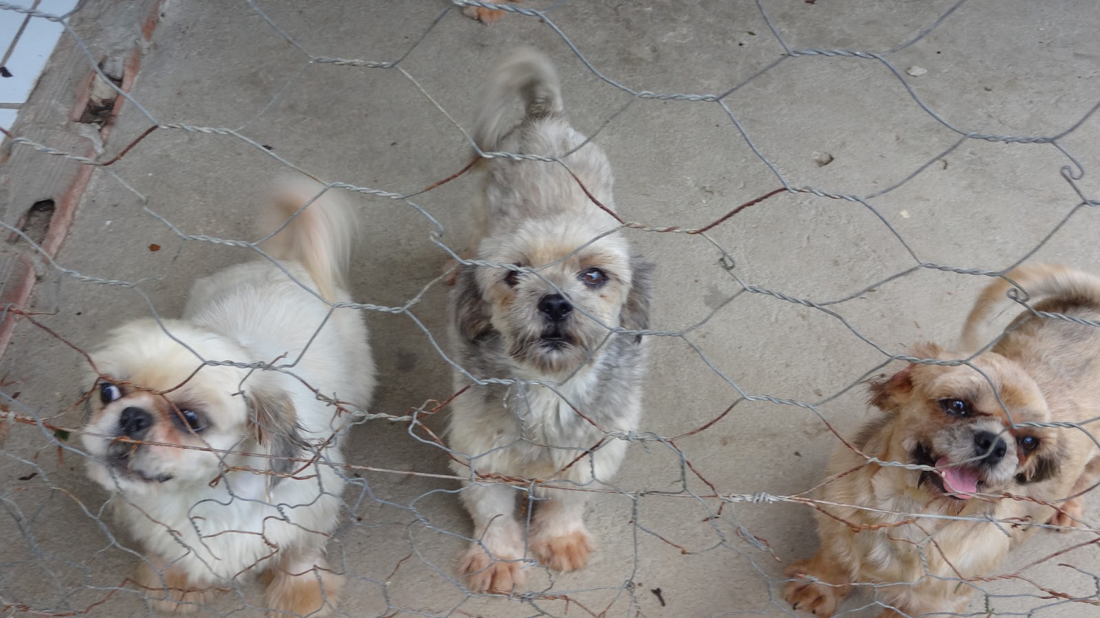 Escolinha de Futebol do Náutico: Filhotes de Shitzu, Lhasa Apso, Maltês ...