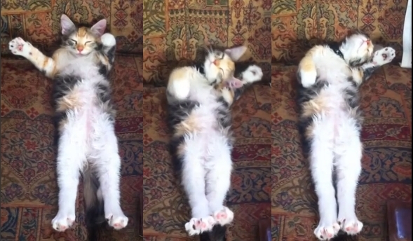 White Wolf : Daily Cute: Kitten slowly waves paws during nap (VIDEO)