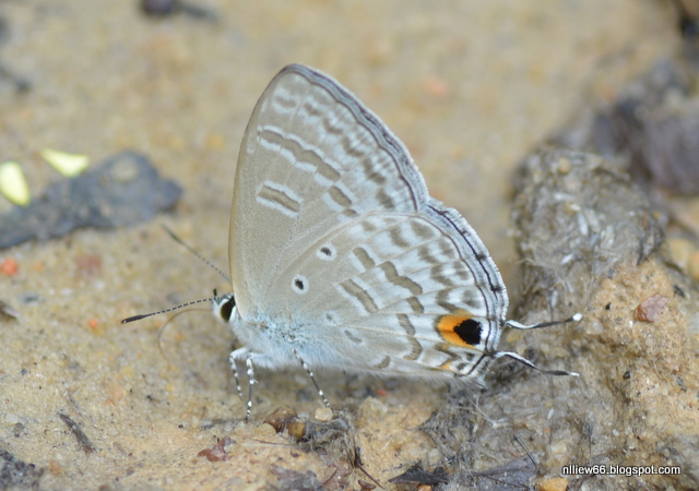 The Forested Path (and Beyond): BUTTERFLIES of RAUB: The Silver Forget ...