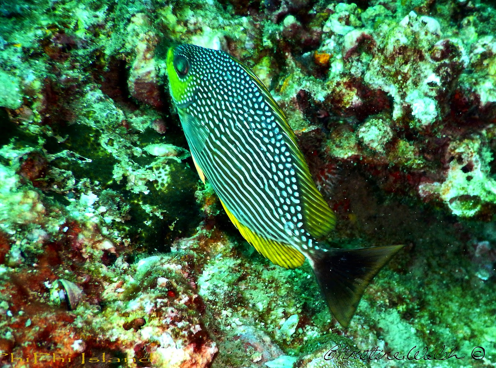 Christine's Travel Photos: Thailand 2014 & 2015