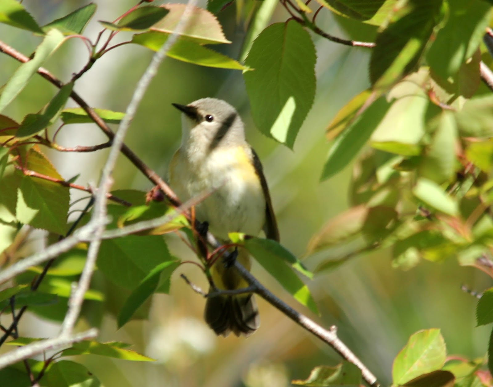 Here and There: Day 152 - 5th June 2017 - Male and Female American ...