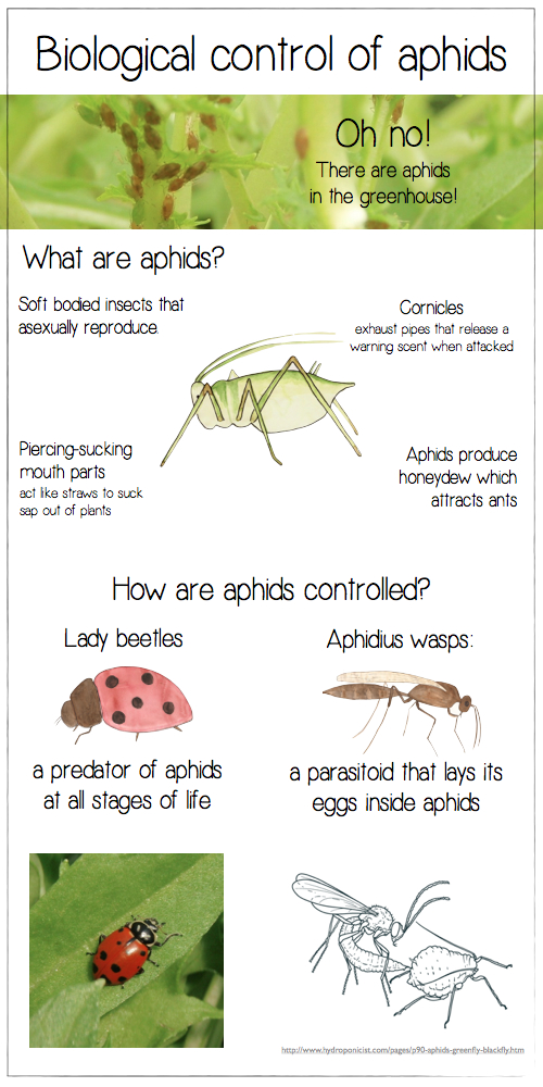 wintergreens: Biological control graphic