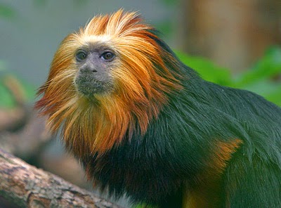 Synapsida: Mini-Monkeys: Monkeys with Manes