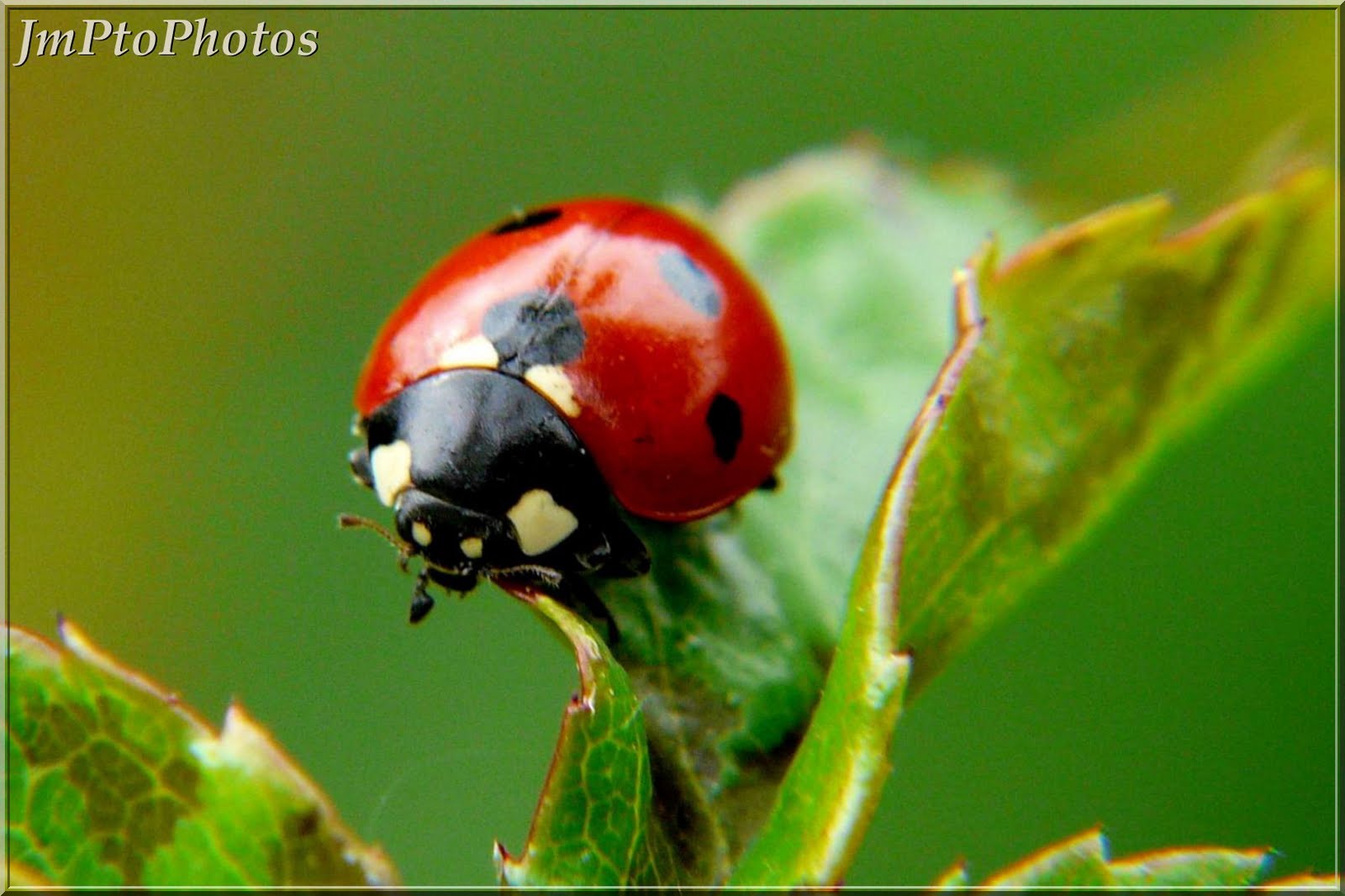 JmPtoPhotos: Insectes au printemps.