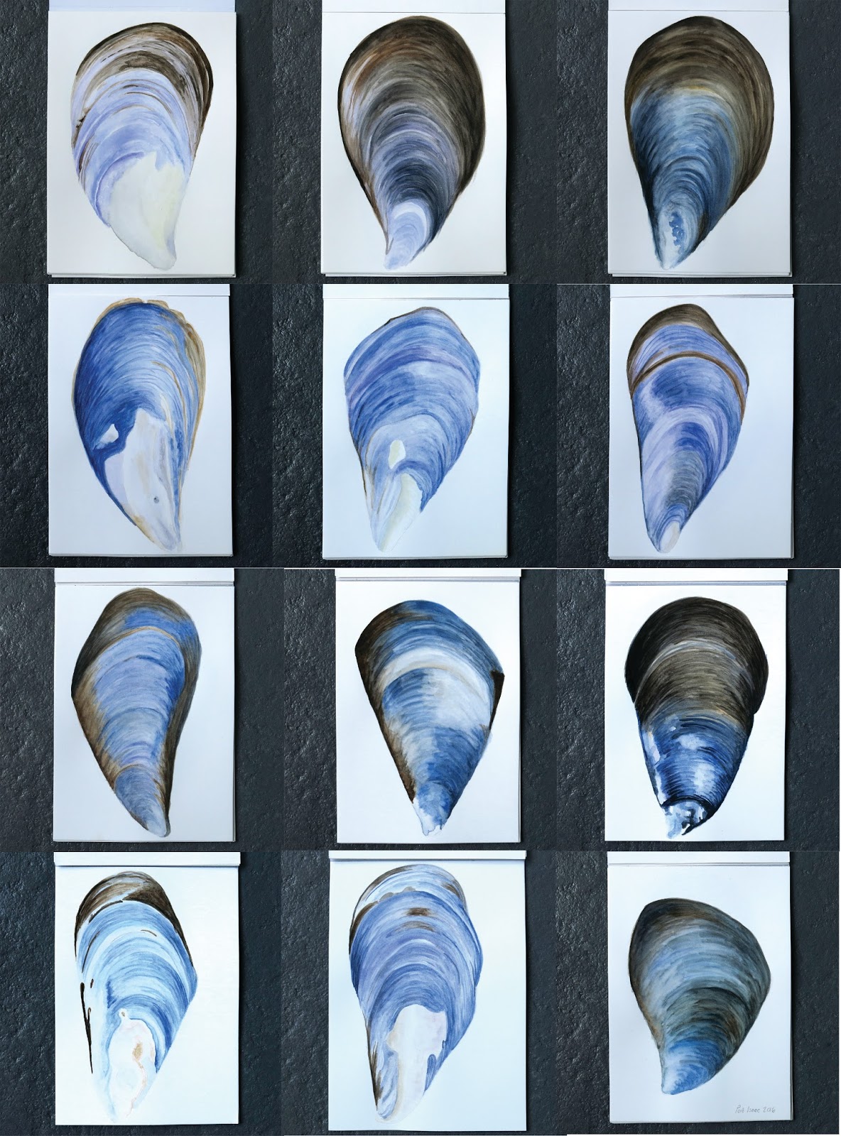 Shells of Cornwall – Anna Walsh