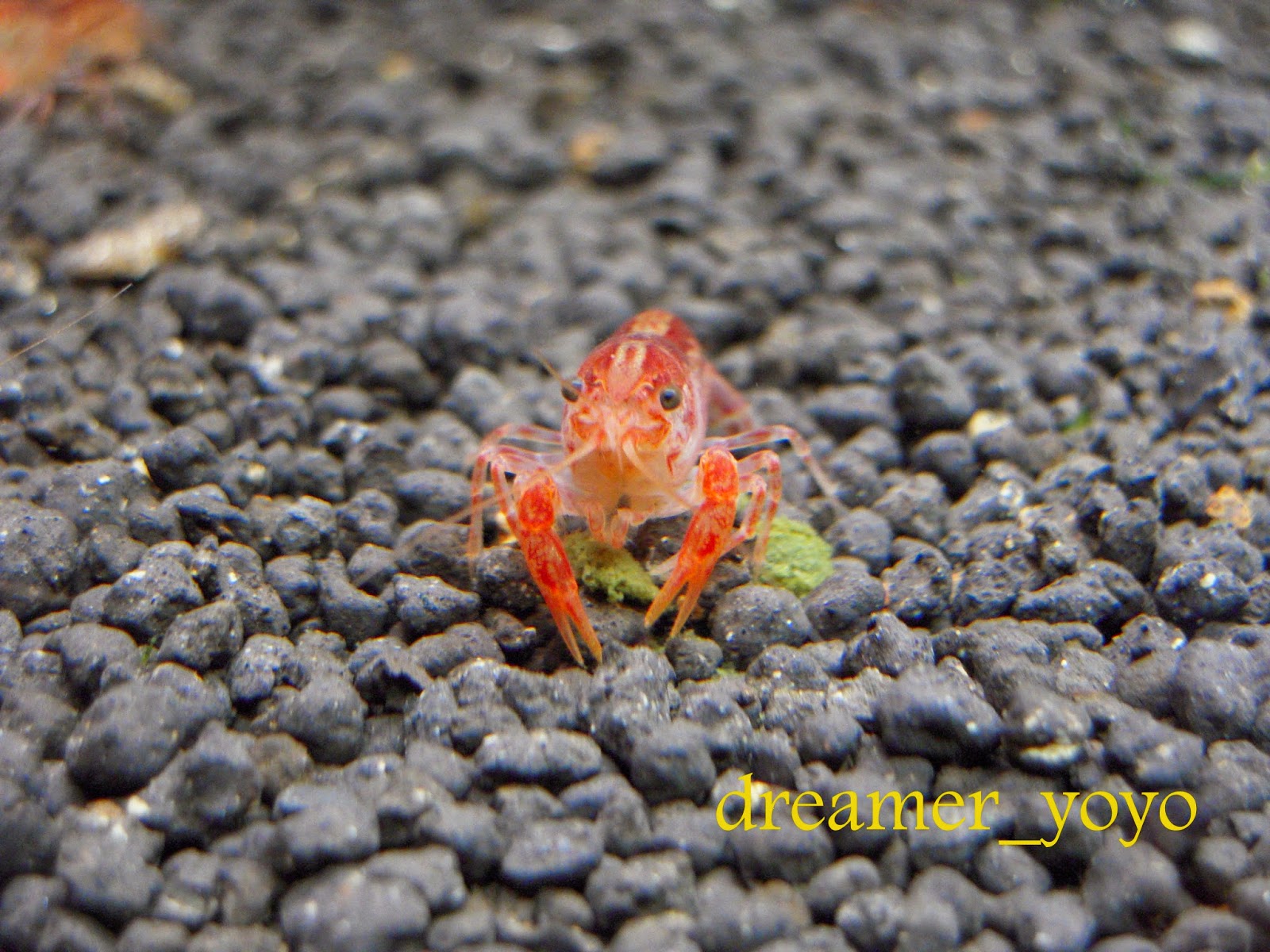 Crystal Red Shrimp: Mexican Dwarf Crayfish Cambarellus Patzcuarensis Orange