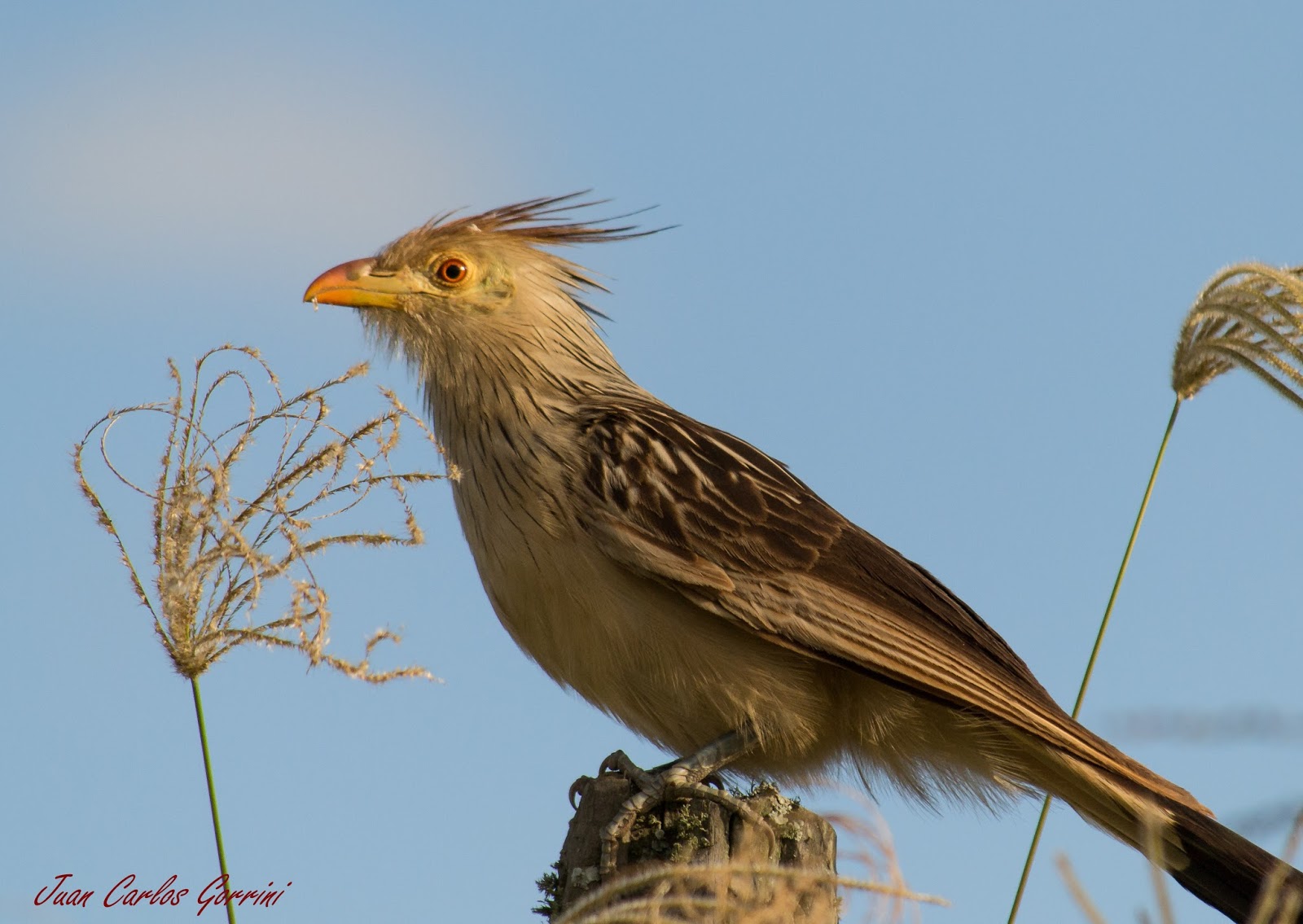 Aves Rosario de la Frontera Salta